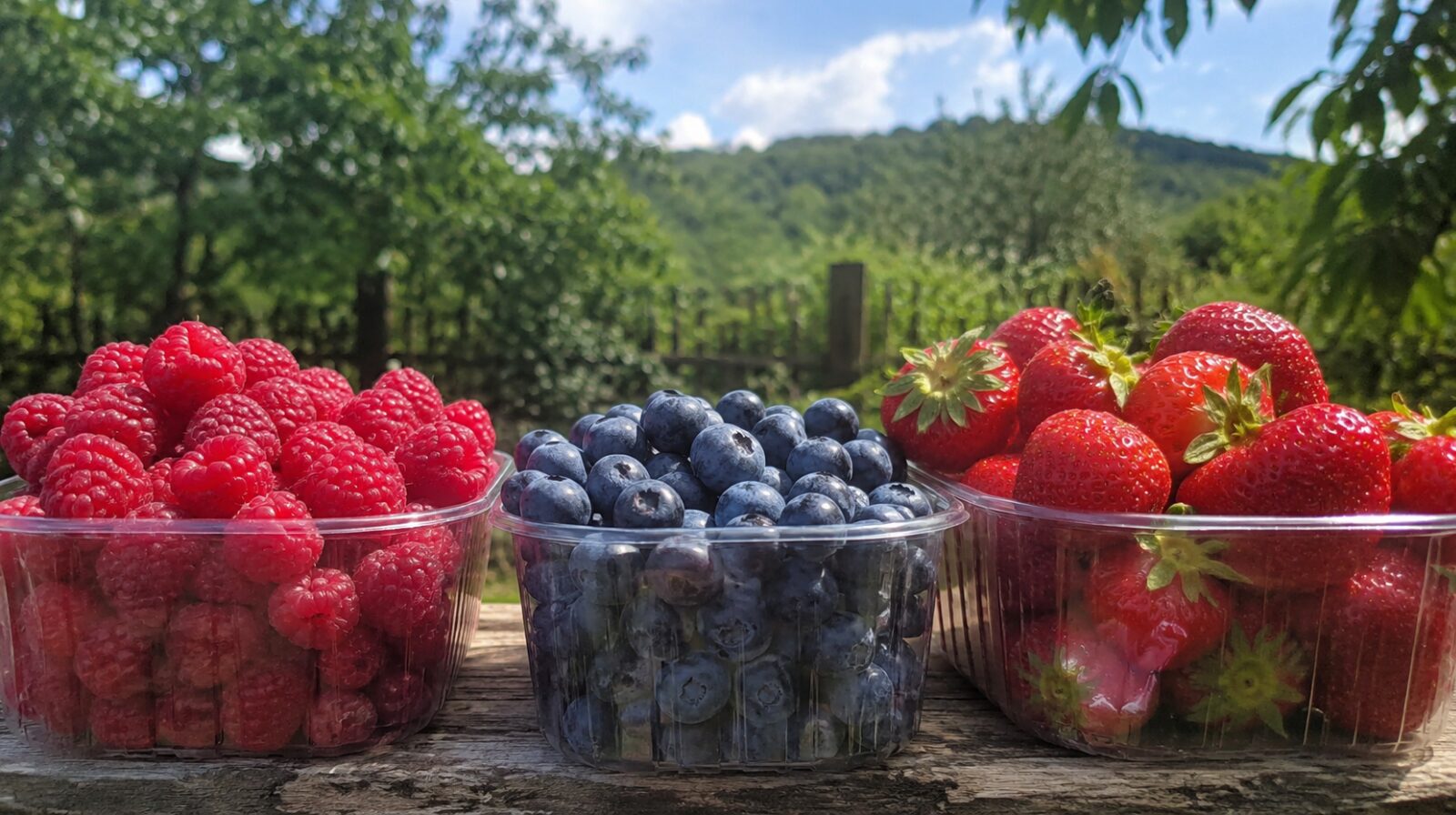 Stiglo je sveže voće iz Arilja – jagode, maline i borovnice dostupne za ...
